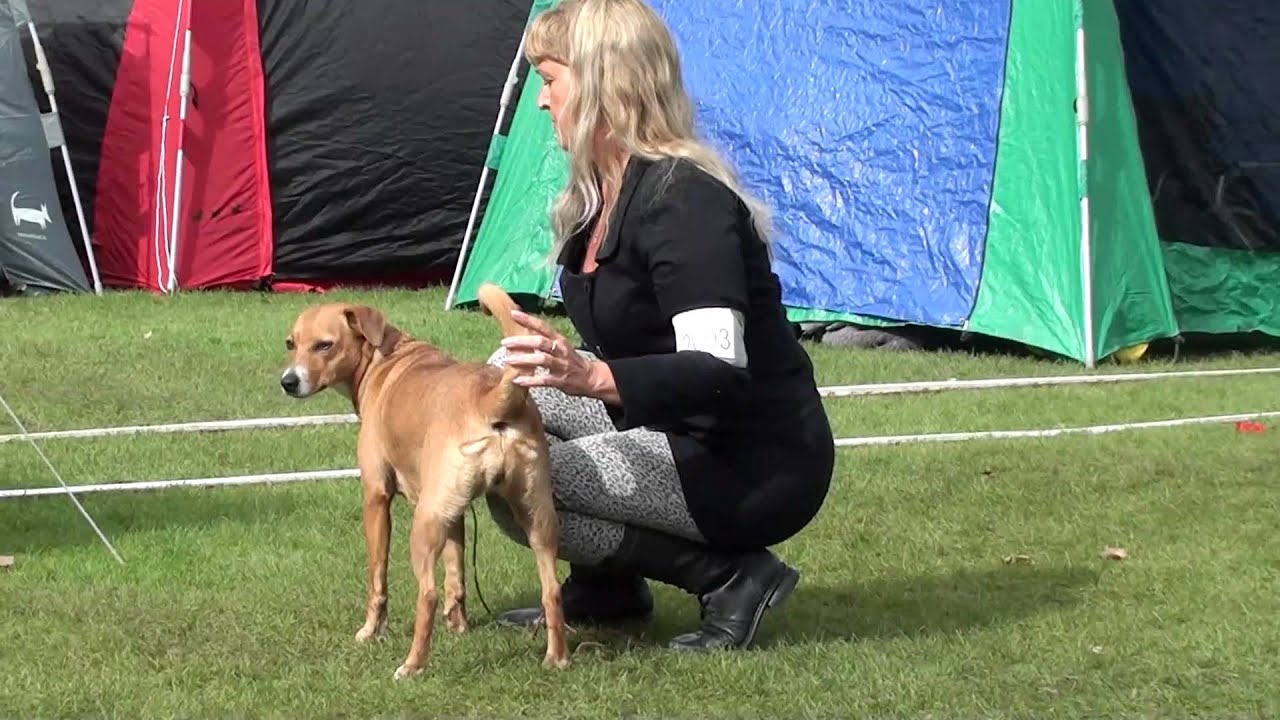 Austrian Pinschers at KBHV 2010 - YouTube