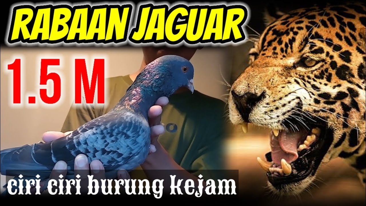 RABAAN MERPATI JAGUAR1.5M//KENWOOD//TAPAK BUDA//MERPATI LOVERS//MERPATI ...