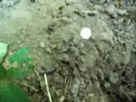 Diggin History #16 - Metal detecting old paths in the woods. - YouTube