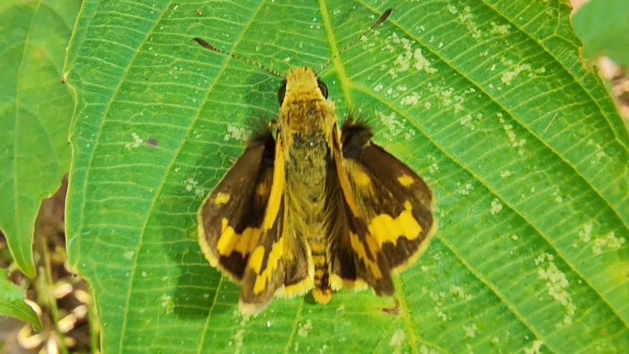 Beautiful Dart butterfly- Potanthus sp. - YouTube