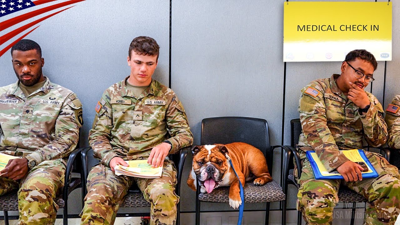 How a Bulldog Enlists in the U.S. Army - YouTube
