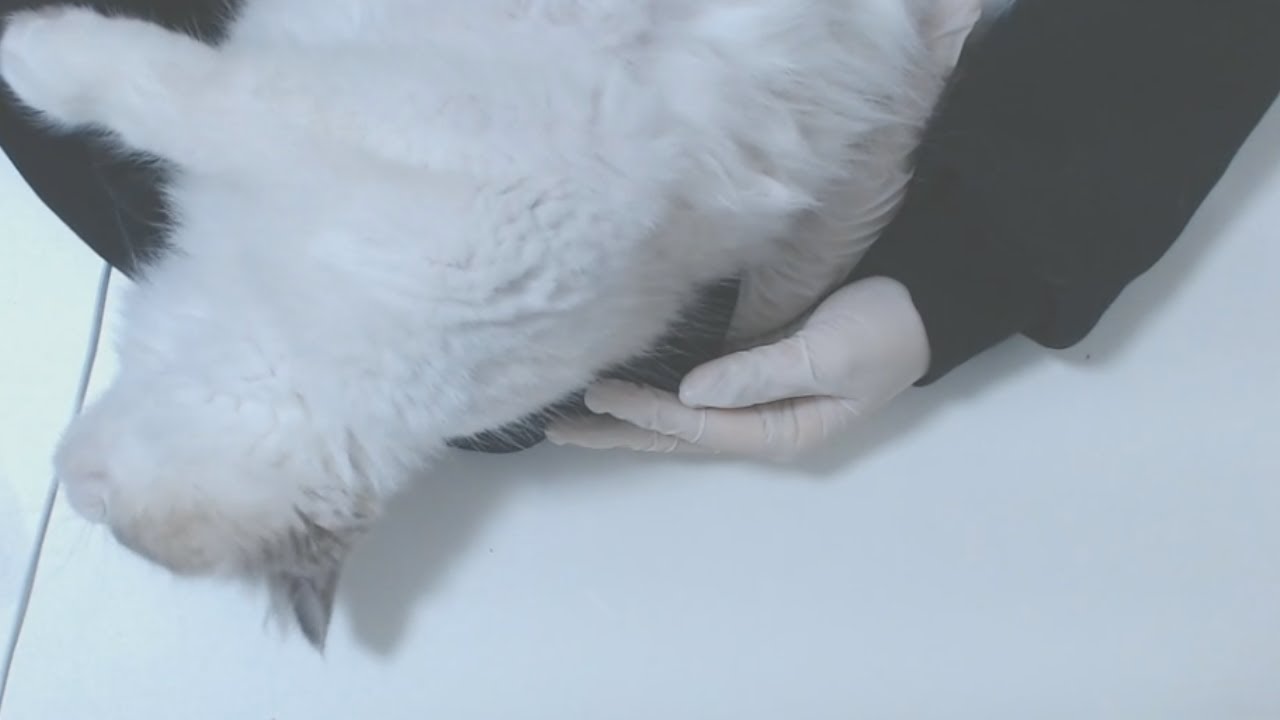 Ui-Chan Is So Cute - YouTube