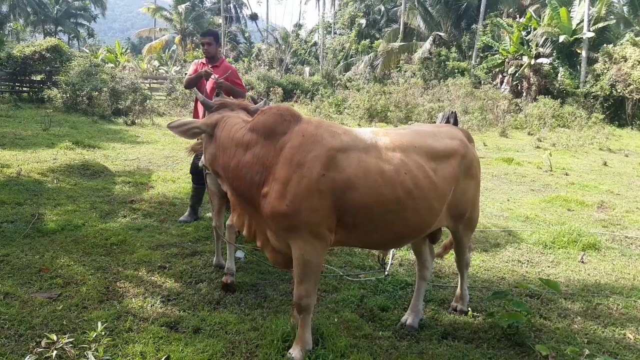 CARA2 PEMBENIHAN LEMBU@SAPI - YouTube