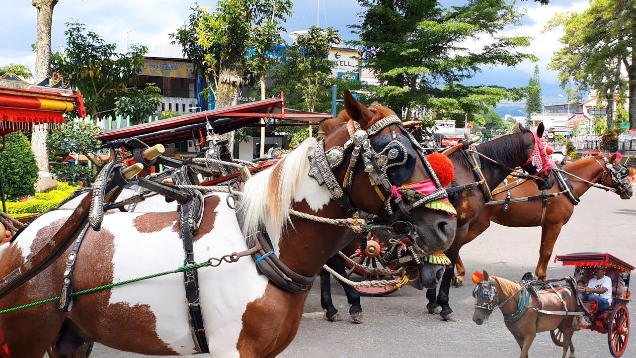 KUDA BENDI | NAIK KUDA | WISATA KUDA DELMAN BUKIT TINGGI | SHOLAWAT ...