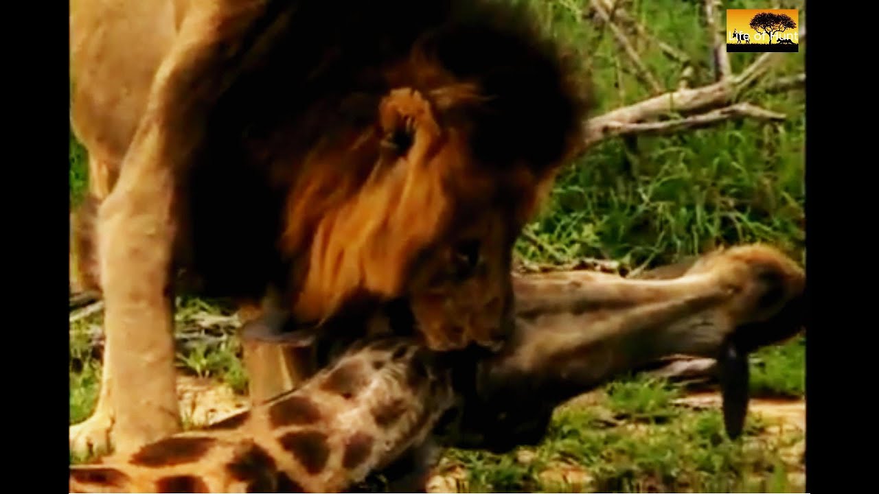 lion pride hunting giraffe - YouTube