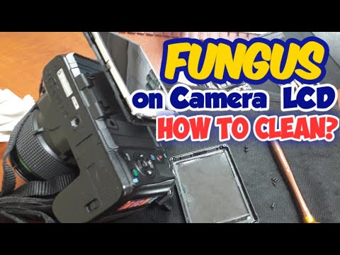 How To Clean Your Camera From Fungus? - YouTube
