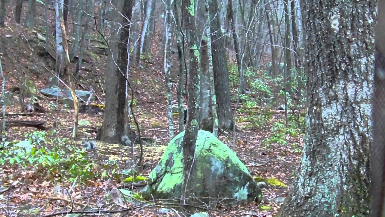Ct Turkey Hunting 2014 - YouTube