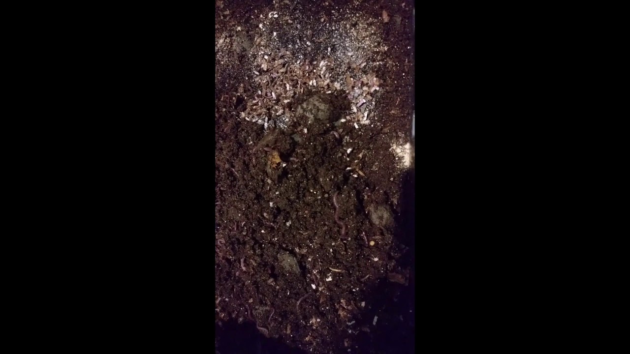 African Night Crawler Worms - 27 Gallon Vermicompost Tote - Ep 2 - YouTube