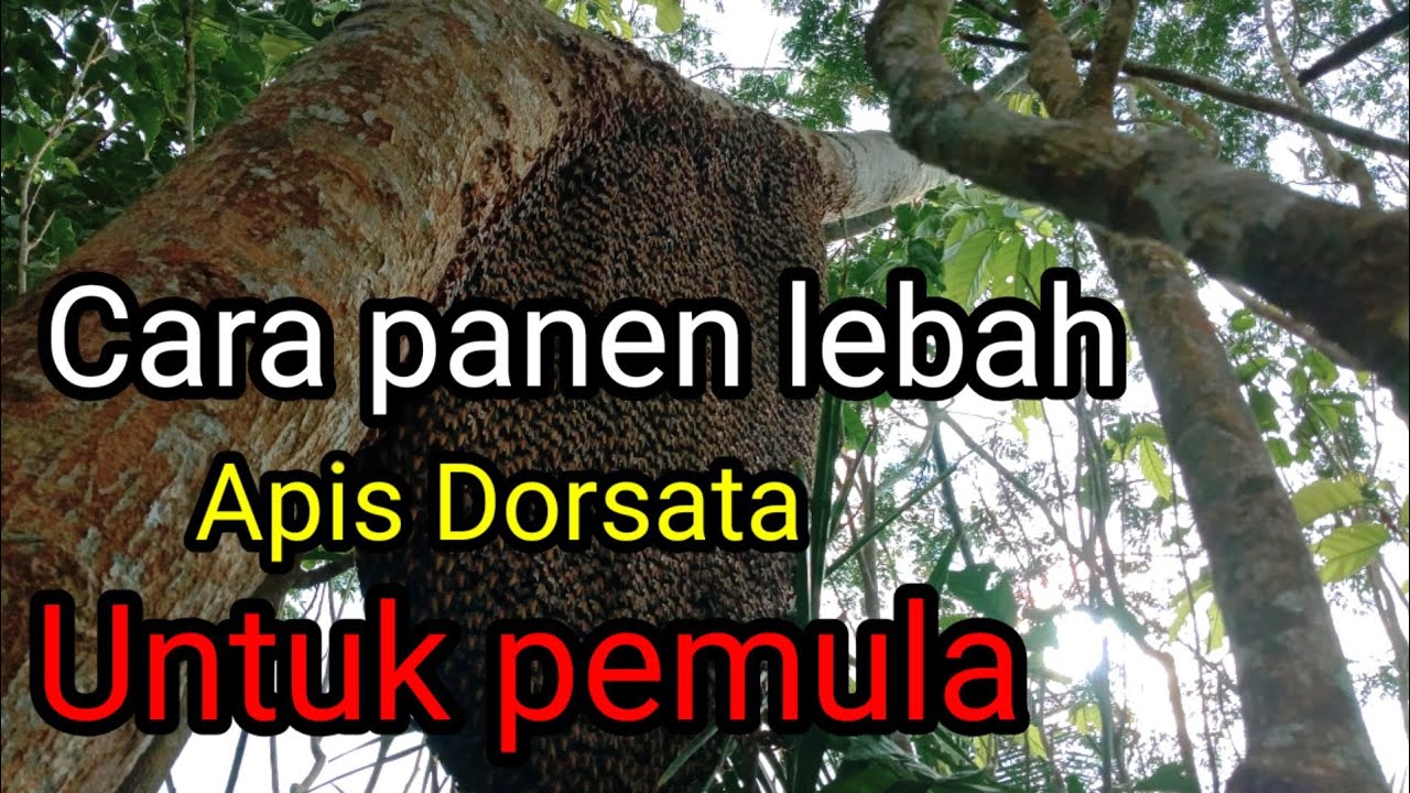 Cara panen lebah hutan odeng, tawon gung, dorsata || bagi pemula - YouTube