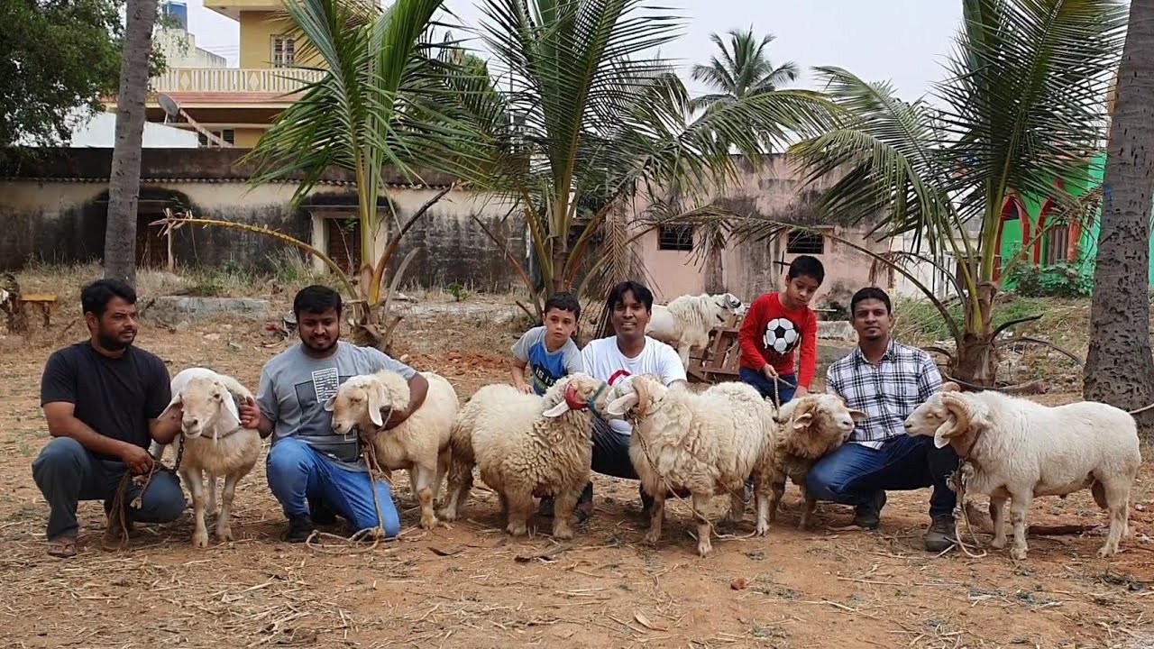 Tipu Sheep And Goat Farm Bangalore | Bannur Sheep Documentary And Full ...