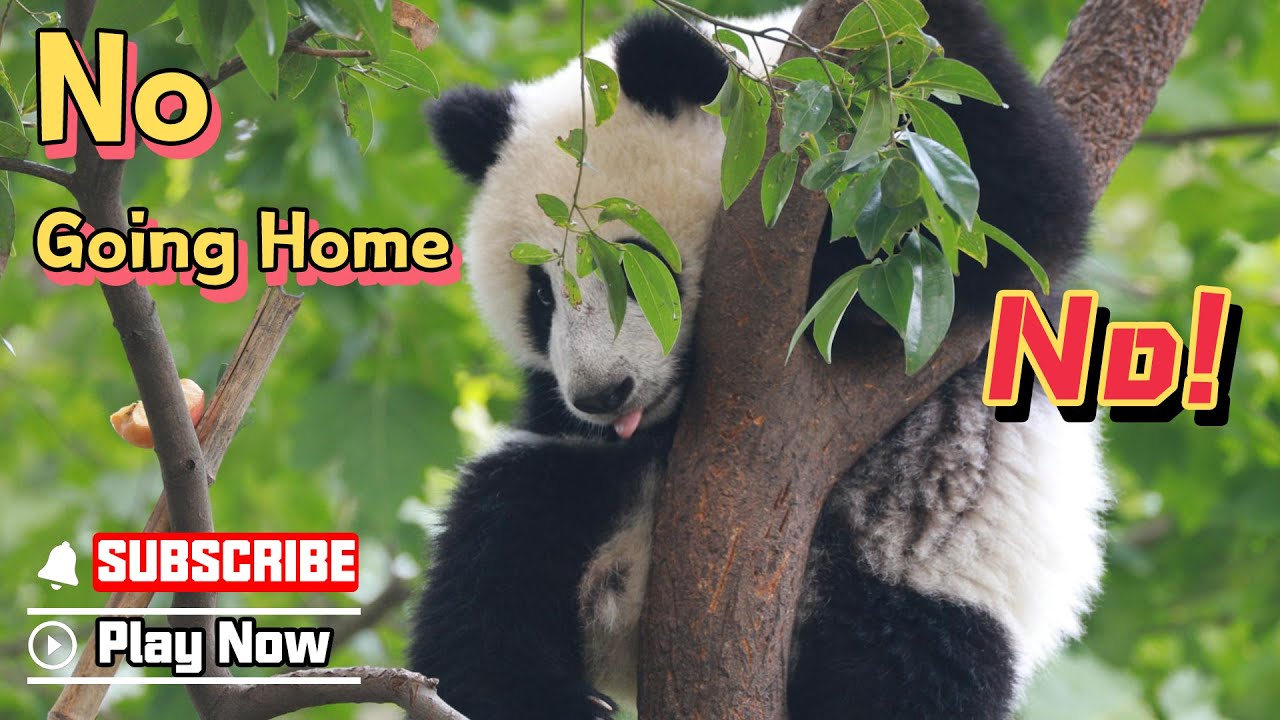 How To Get A Stubborn Panda Baby Home? | iPanda - YouTube