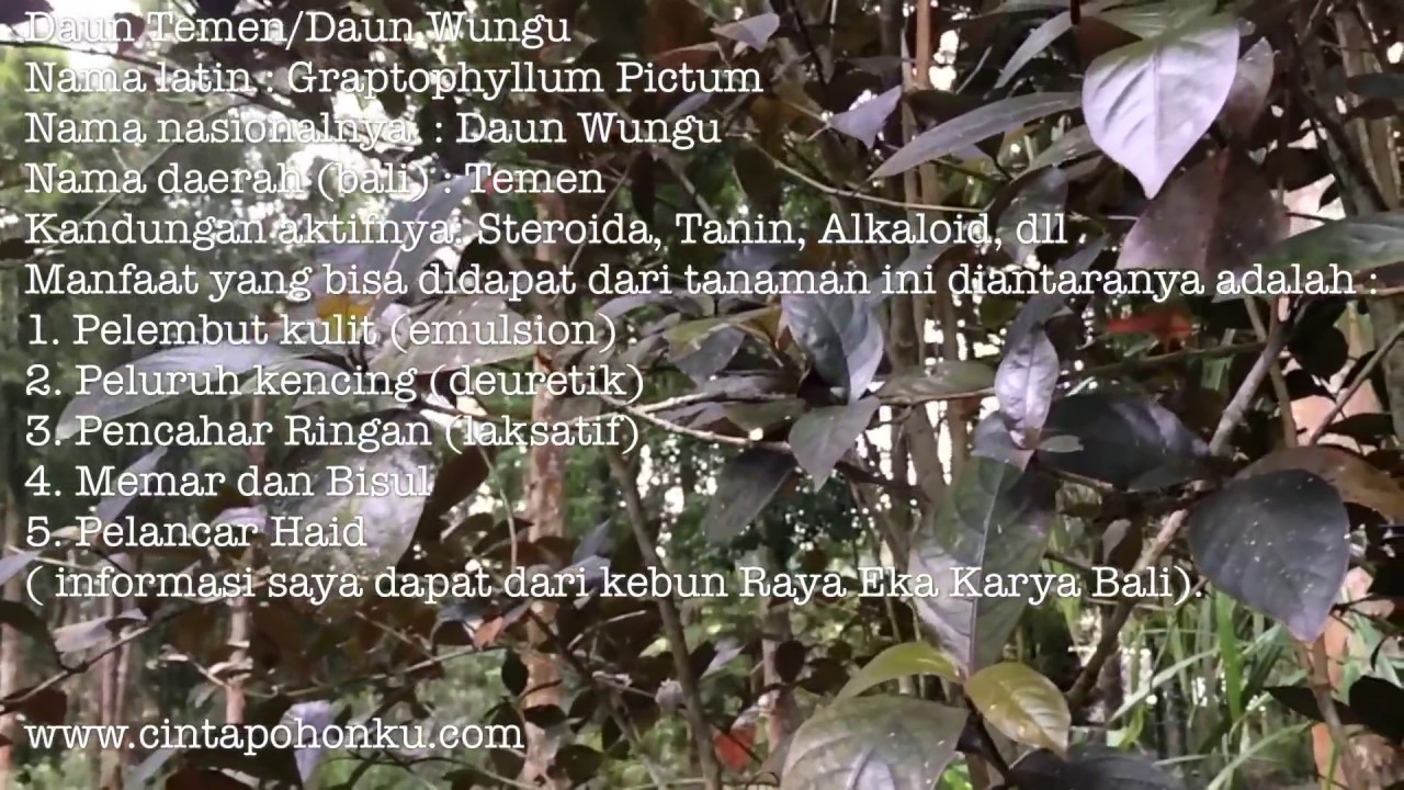 Khasiat Daun wungu:Daun Temen - YouTube