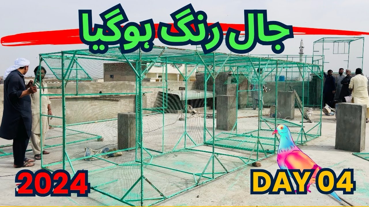 Jaal Rang Hogya | Dhoke Ratta Pigeon Club - YouTube