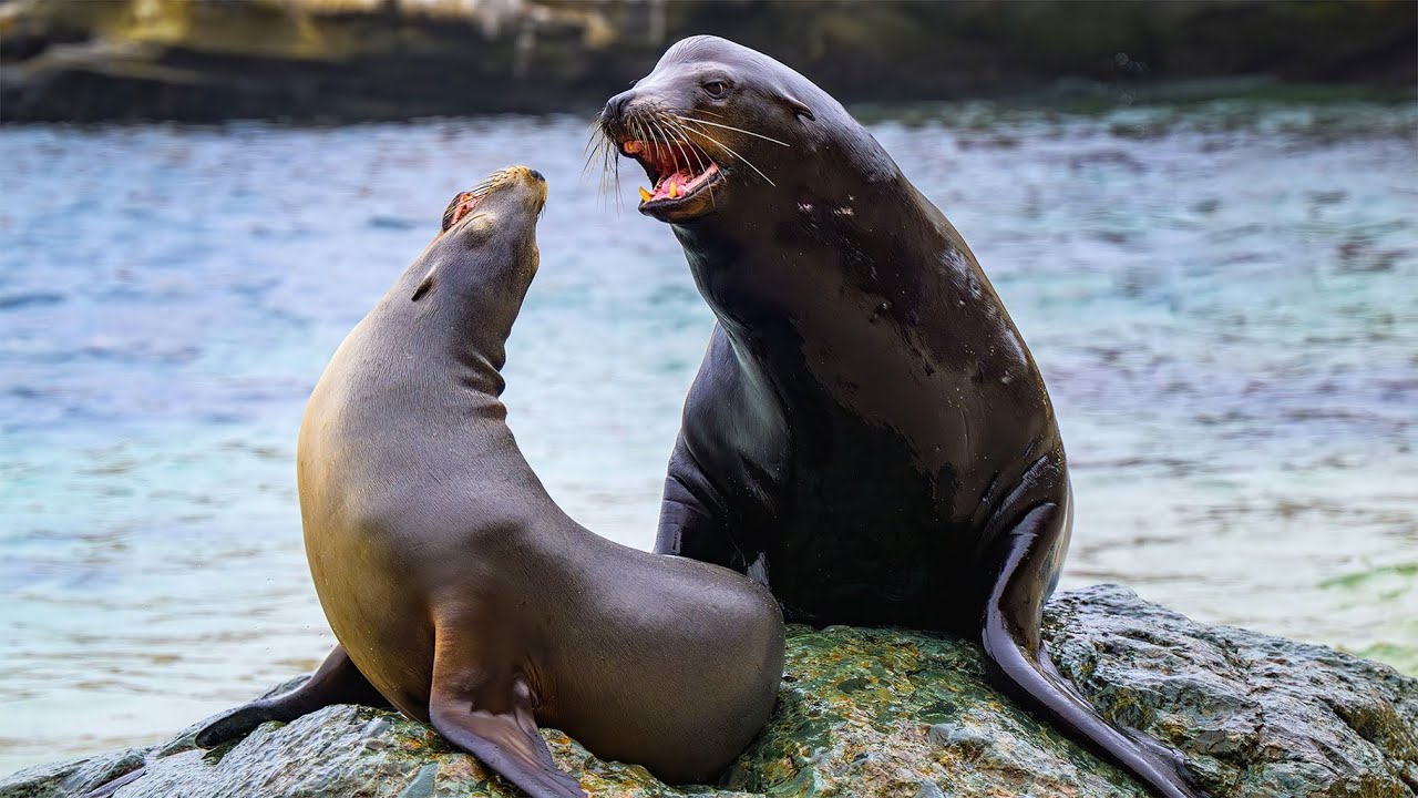 Why Do Animals Play? | Nature Documentary ULTRA HD - YouTube