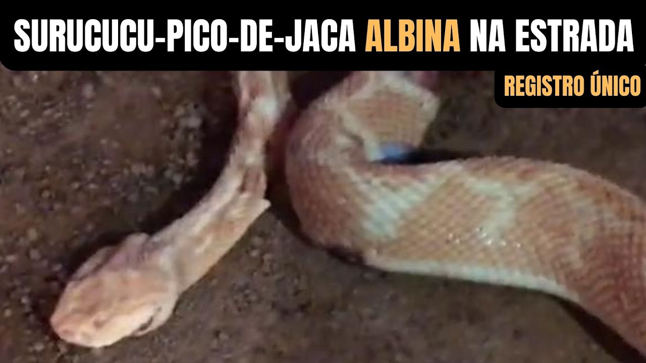 Surucucu pico de jaca Albina | Biólogo Henrique o Biólogo das Cobras ...