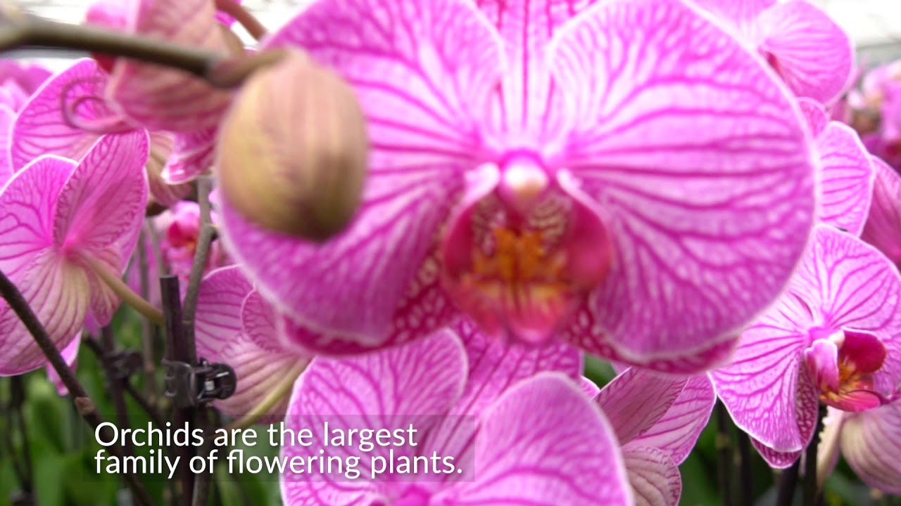 Did You Know? (Amazing Orchid Facts) - YouTube