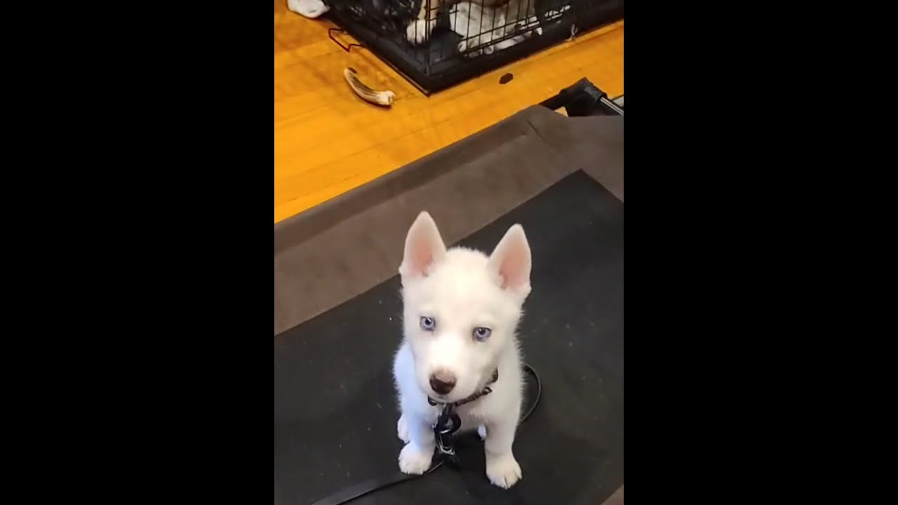 2 Month Old Siberian Husky, Second Week Of Training - YouTube