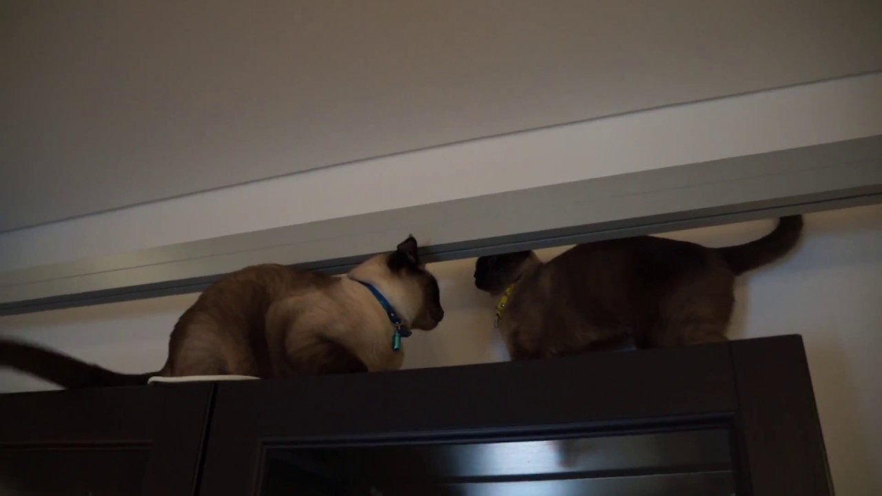 siamese cat fight - YouTube