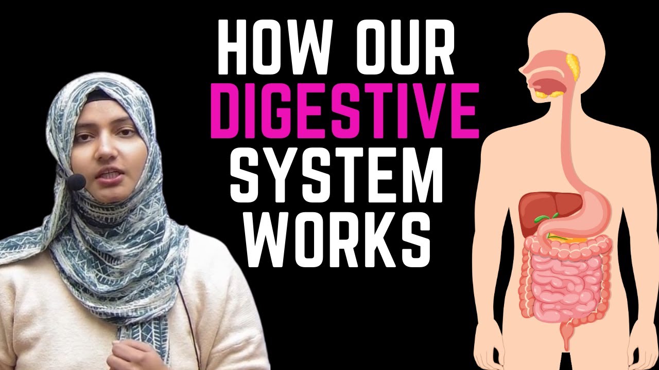 HOW HUMAN DIGESTIVE SYSTEM WORKS? | #lifeprocessesclass science NCERT ...