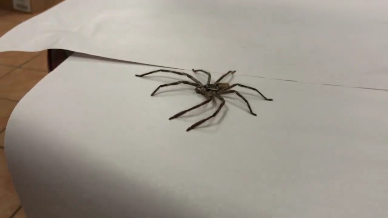 Meet Australia's Biggest Huntsman Spider "Behemoth" - YouTube