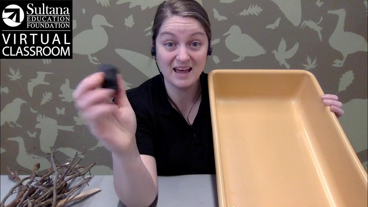 Nature Challenge: Building a Beaver Dam - YouTube