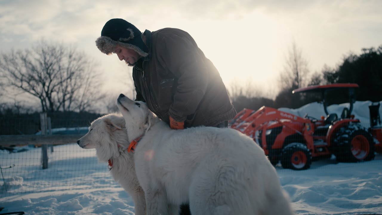 Gold Shaw Farm Livestock Guardian Dog Management vs. Big Ranch ...
