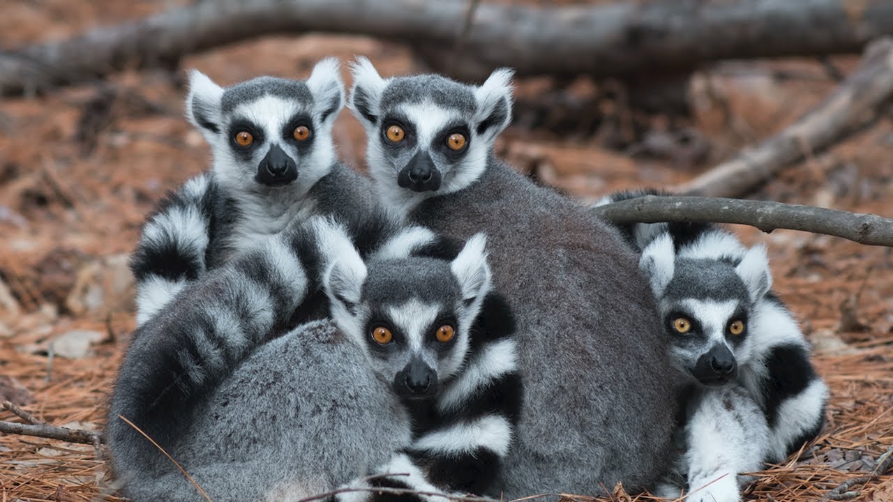Ring-tailed lemur | 10 Endemic Species of Madagascar | Wildlife of ...