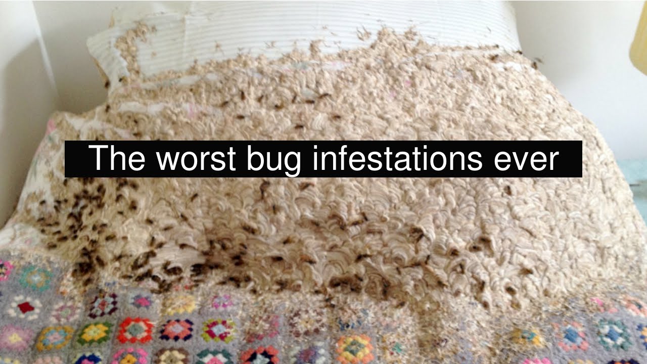 The worst bug infestations ever - YouTube