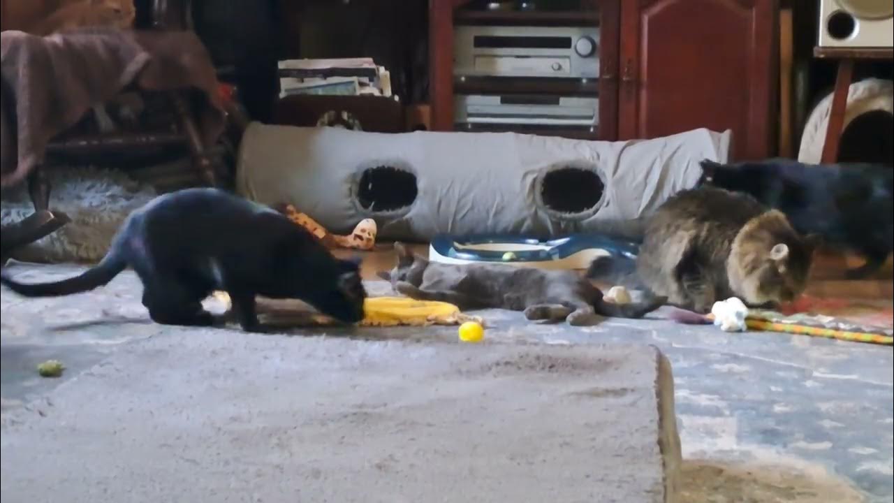 Sunday catnip party - YouTube
