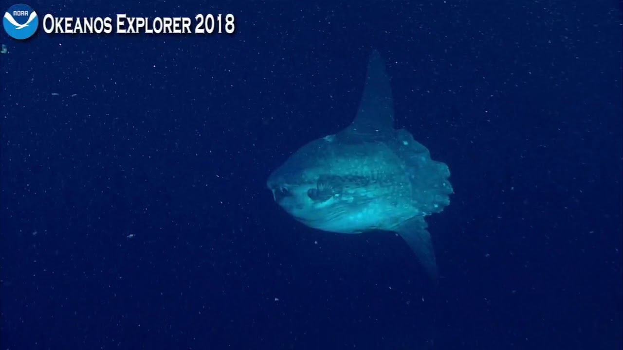 Okeanos Explorer Video Bite: Massive Ocean Sunfish - YouTube