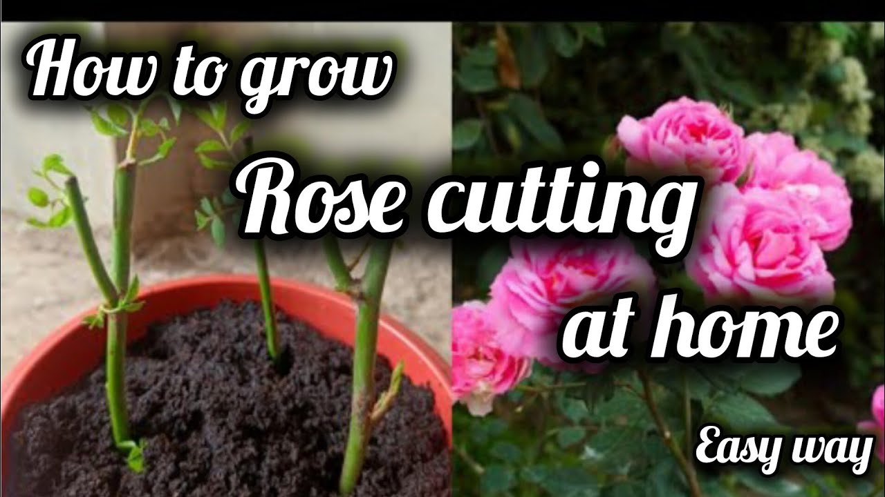 🔴How to grow rose plants cutting - YouTube