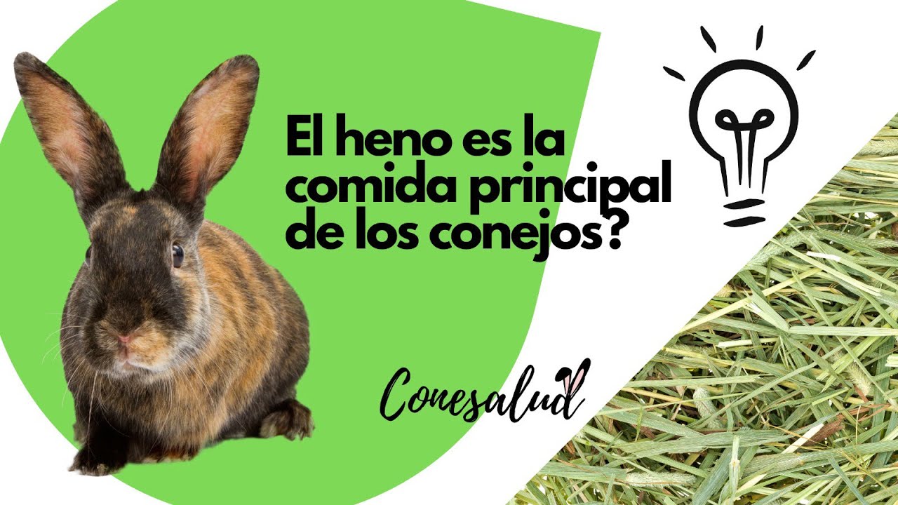 El heno es la comida principal de los conejos? - YouTube