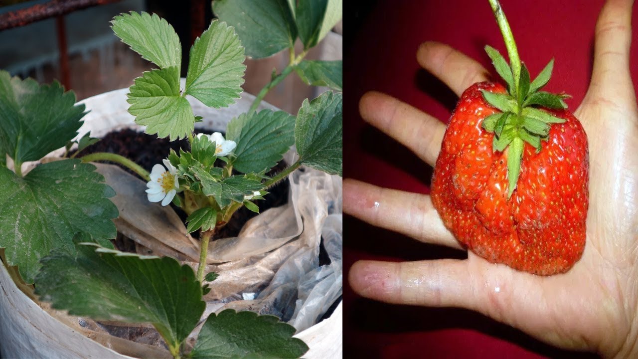 Cara Menanam STROBERI AUSTRALIA JUMBO di Polybag Cepat Berbuah Lebat ...