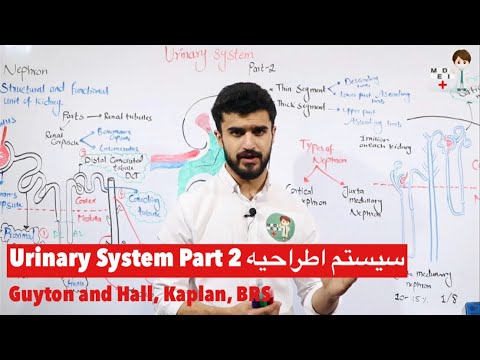 Urinary System Part 2 (Physiology #84) - YouTube