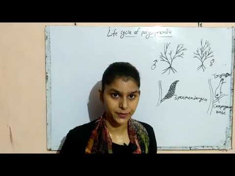 Life cycle of polysiphonia (red algae) easiest way to learn and draw ...