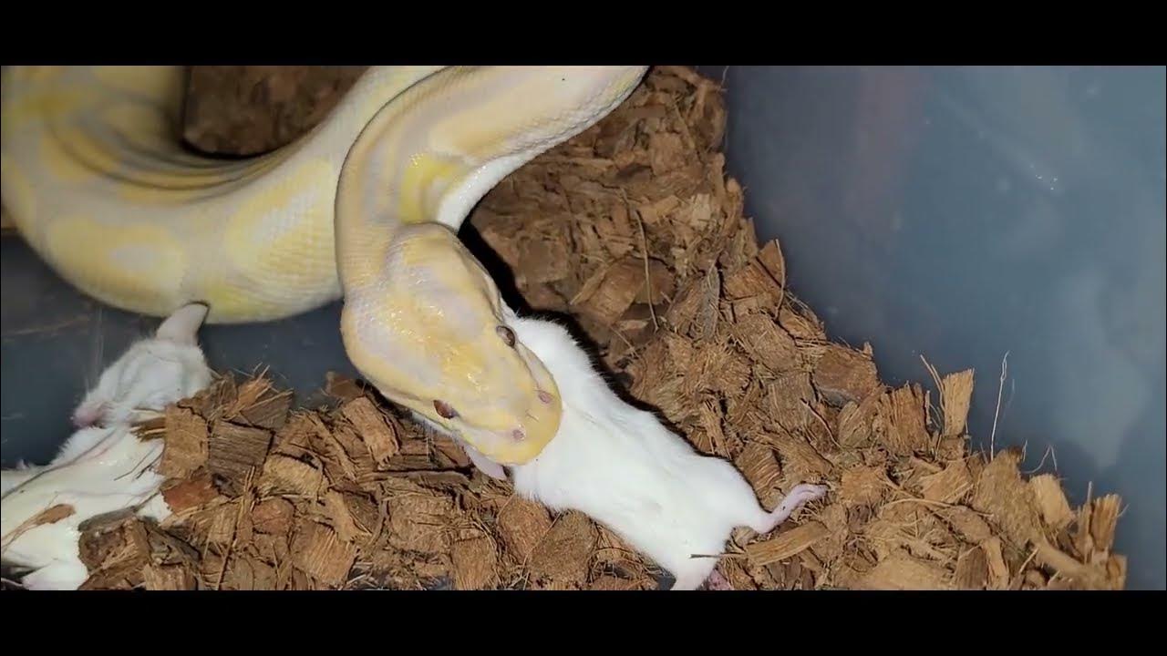 Ball Python Crushing Mice / Warning Live Feeding - YouTube