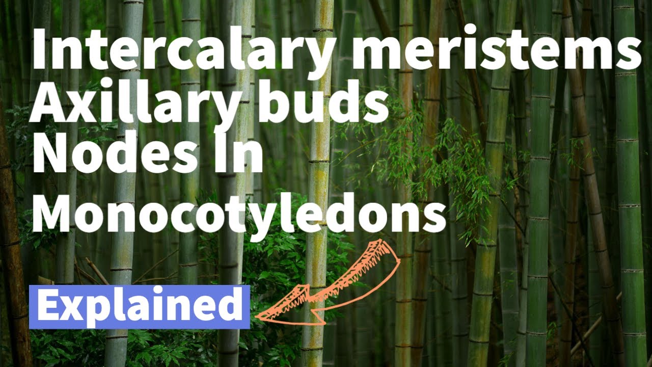 Nodes | Axillary buds | Intercalary meristems | Structural Adaptations ...