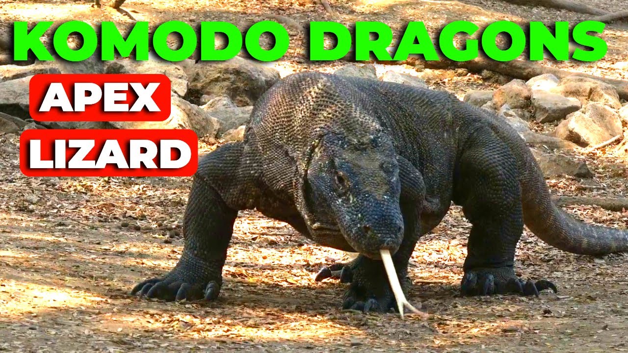 Komodo Dragons | Are They Really An Apex Predators? - YouTube