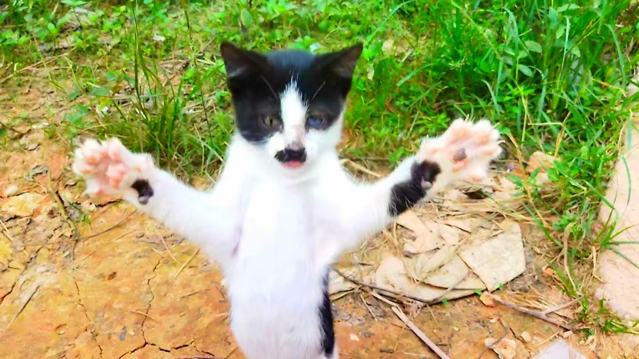 cute kitten jumping - YouTube