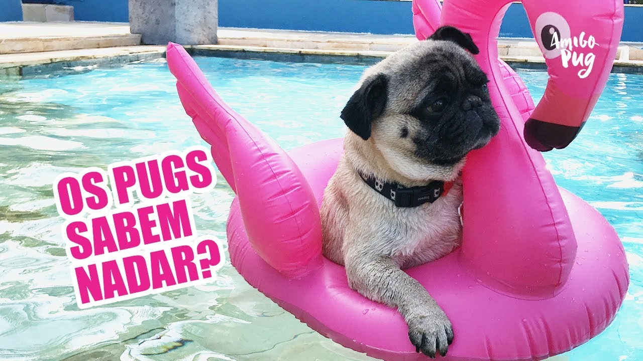 Pug sabe nadar? | Amigo Pug - YouTube