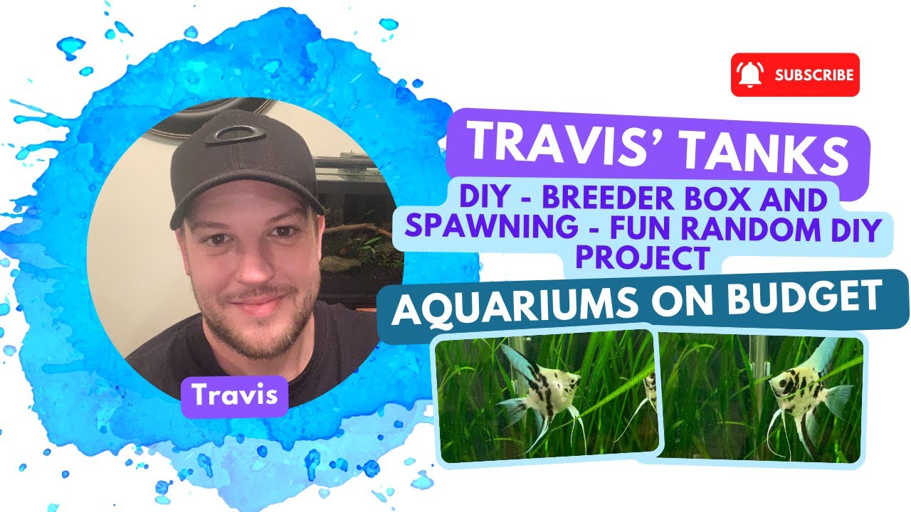 DIY Breeder Box, Spawning Updates and Other Fish Room Happenings - YouTube