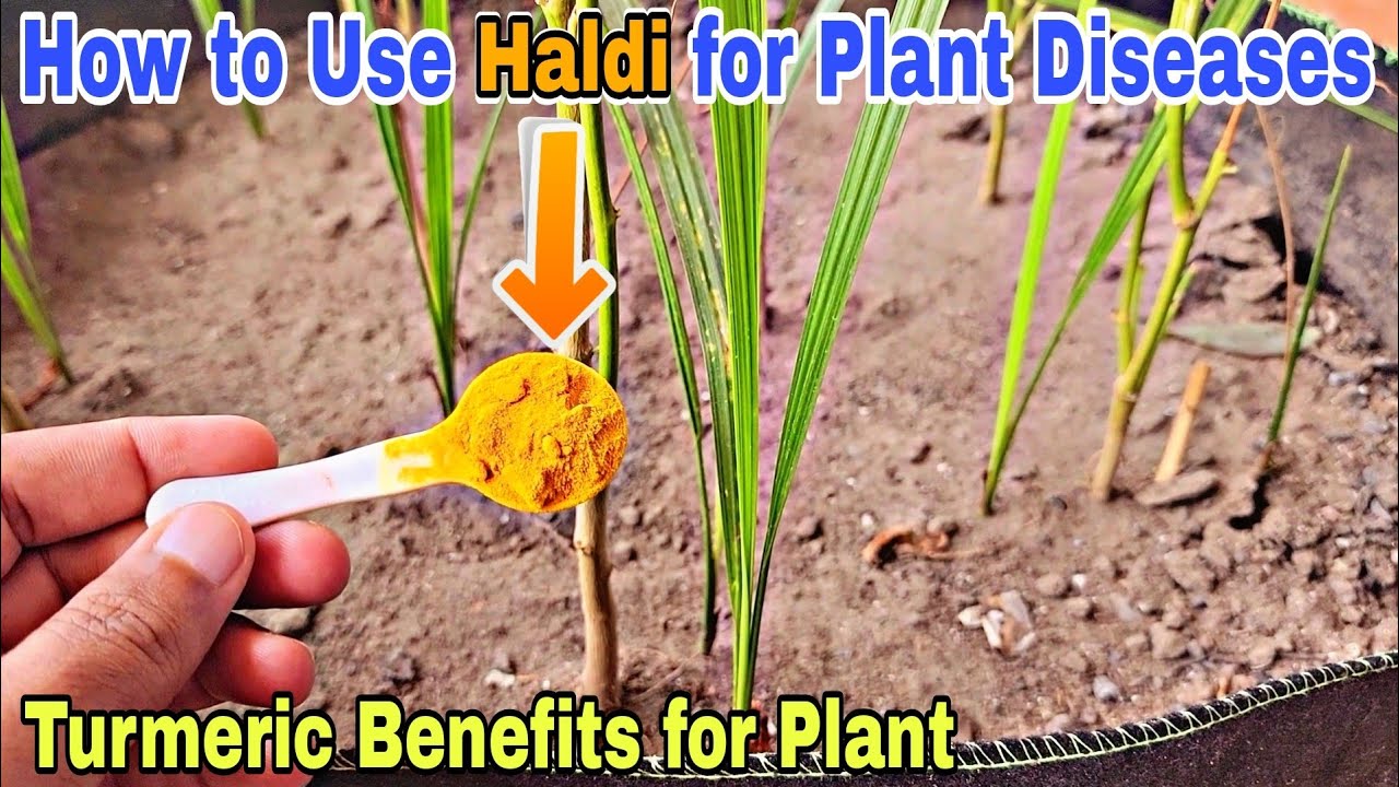 How to Use Haldi (Turmeric) for Plant Diseases, Pests, Leaf Problems ...
