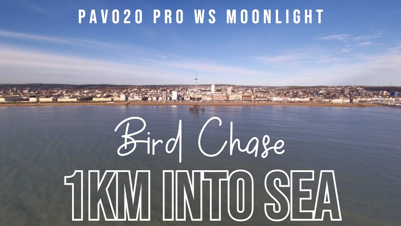 Bird Chase Over Sea 1km FPV 4K (Pavo20 Pro Walksnail Moonlight) - YouTube