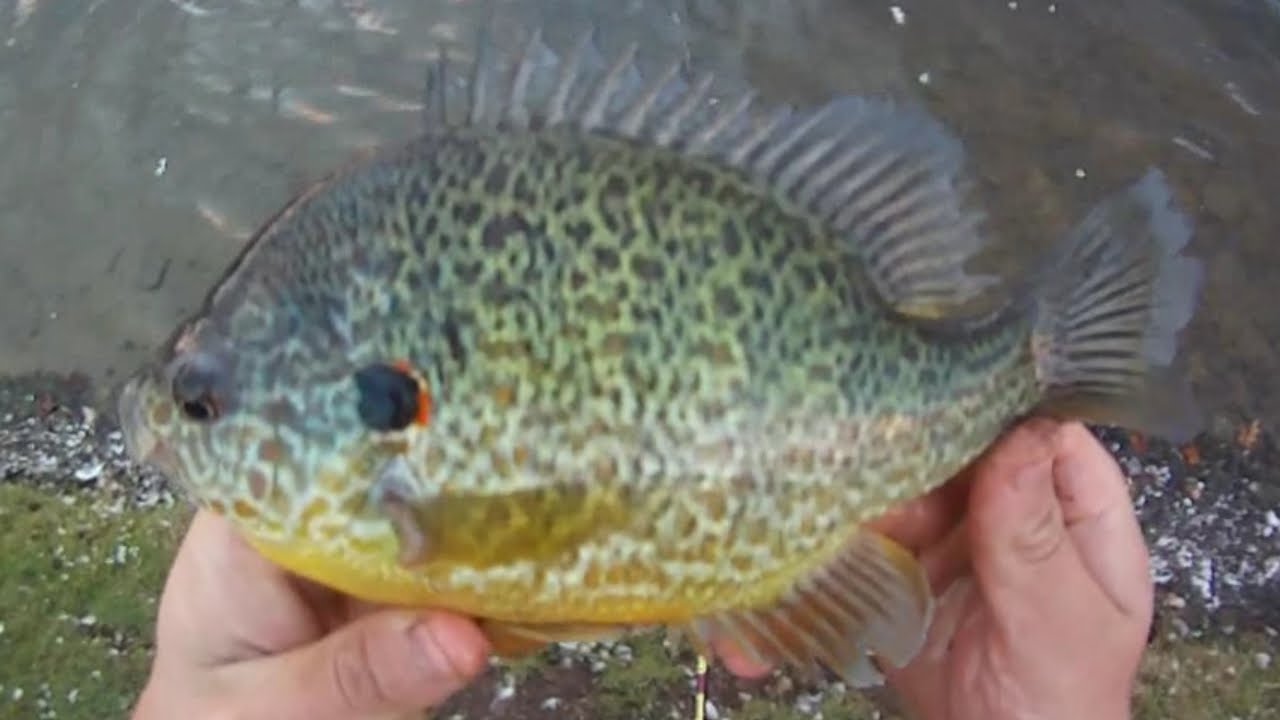 Bait Fishing #120 - Lake Fishing for Jumbo Pumpkinseed Sunfish, Small ...