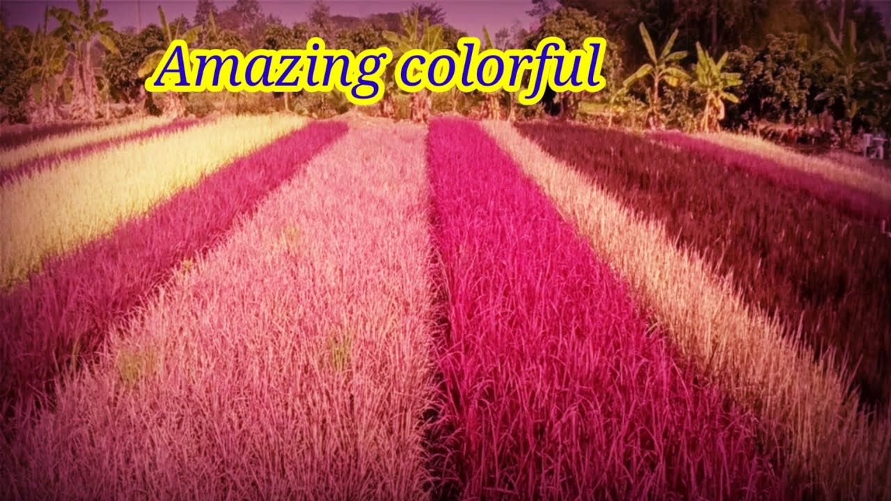 Amazing colorful of rice fields_So beautiful purple pink rice - YouTube