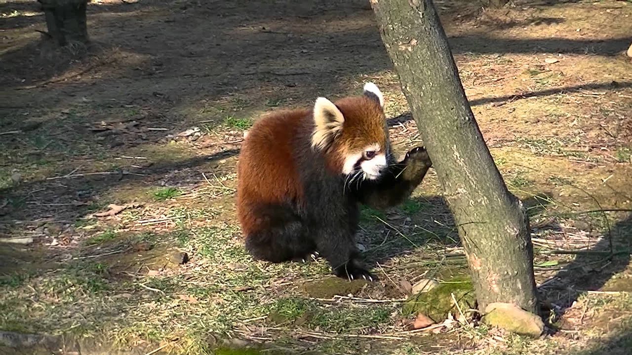 Red Panda Slow Speed Chase - YouTube