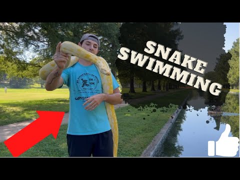 Taking Our 10FT Burmese Python To Local Park For A Swim! | Jurassic ...