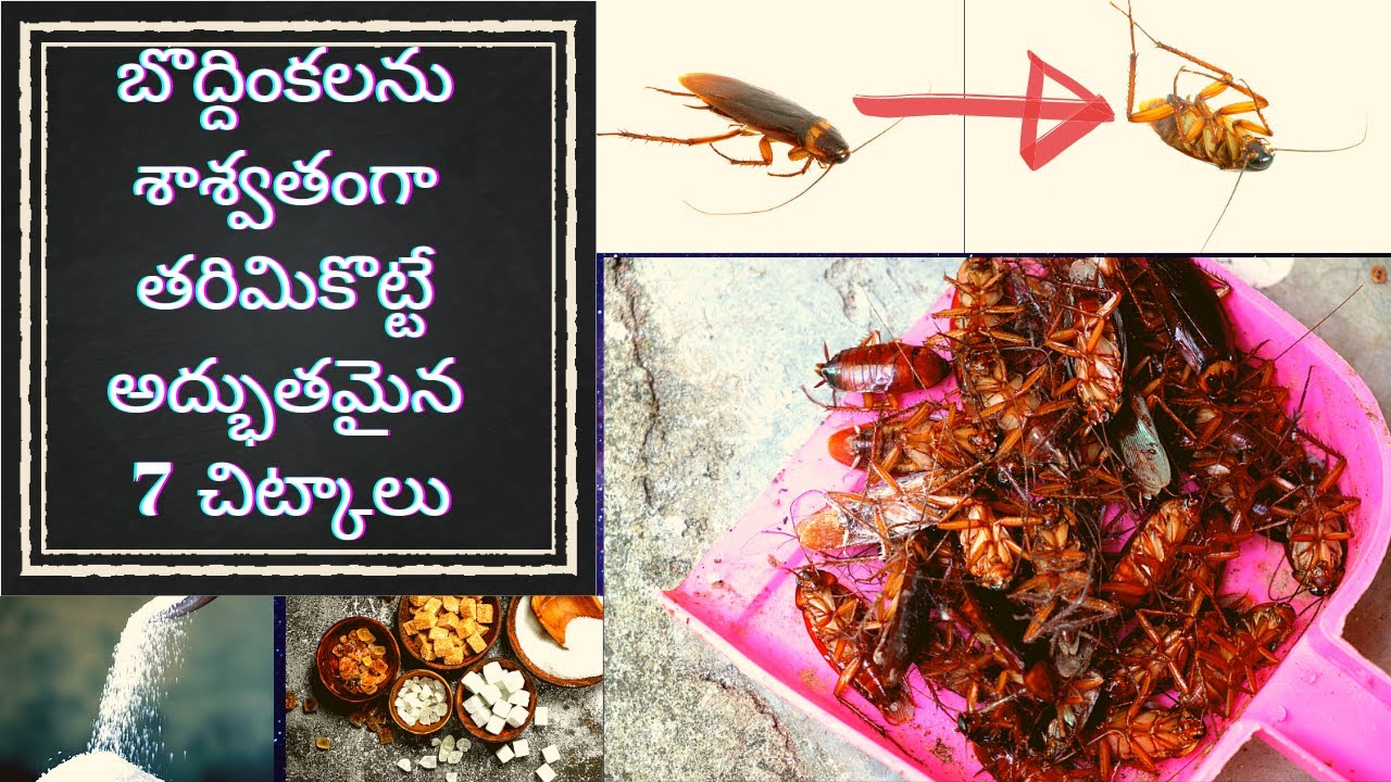 7 TRICKS TO GET RID OF COCKROACHES IN TELUGU || BODHINKALU || ROACHES ...
