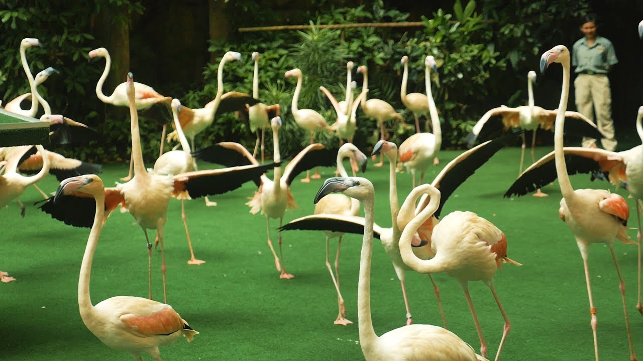 Water Birds, Crane Bird, Saras Pakshi, Pelican Birds, Bagulla Pakshi ...