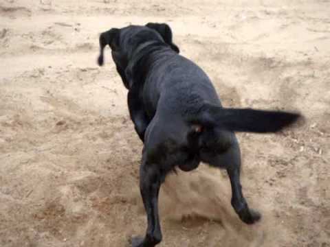 OK DOG Movie BG - YouTube